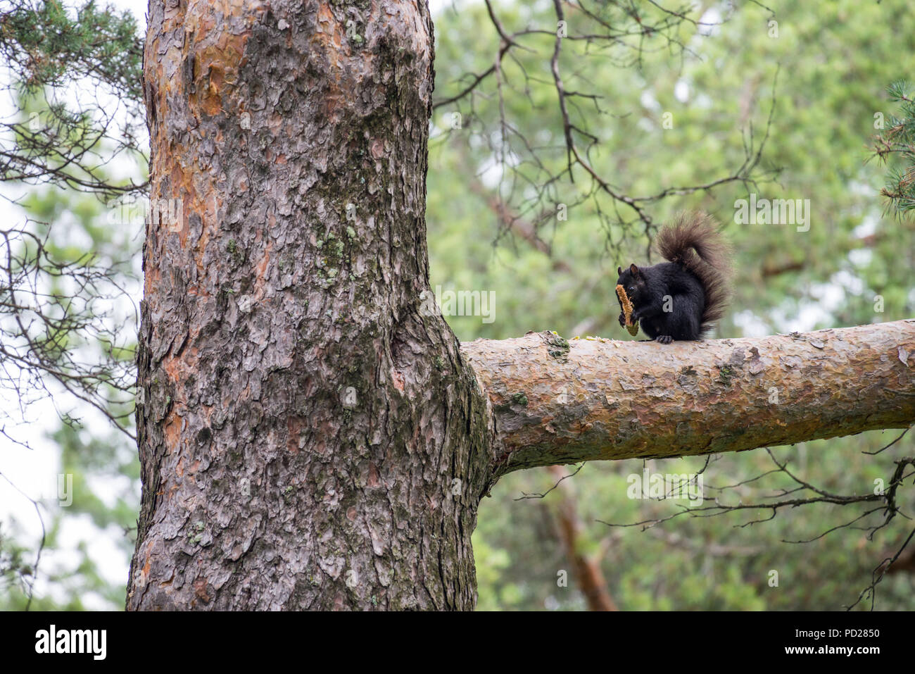 Brown Squirrel eating on the high tree Stock Photo - Alamy