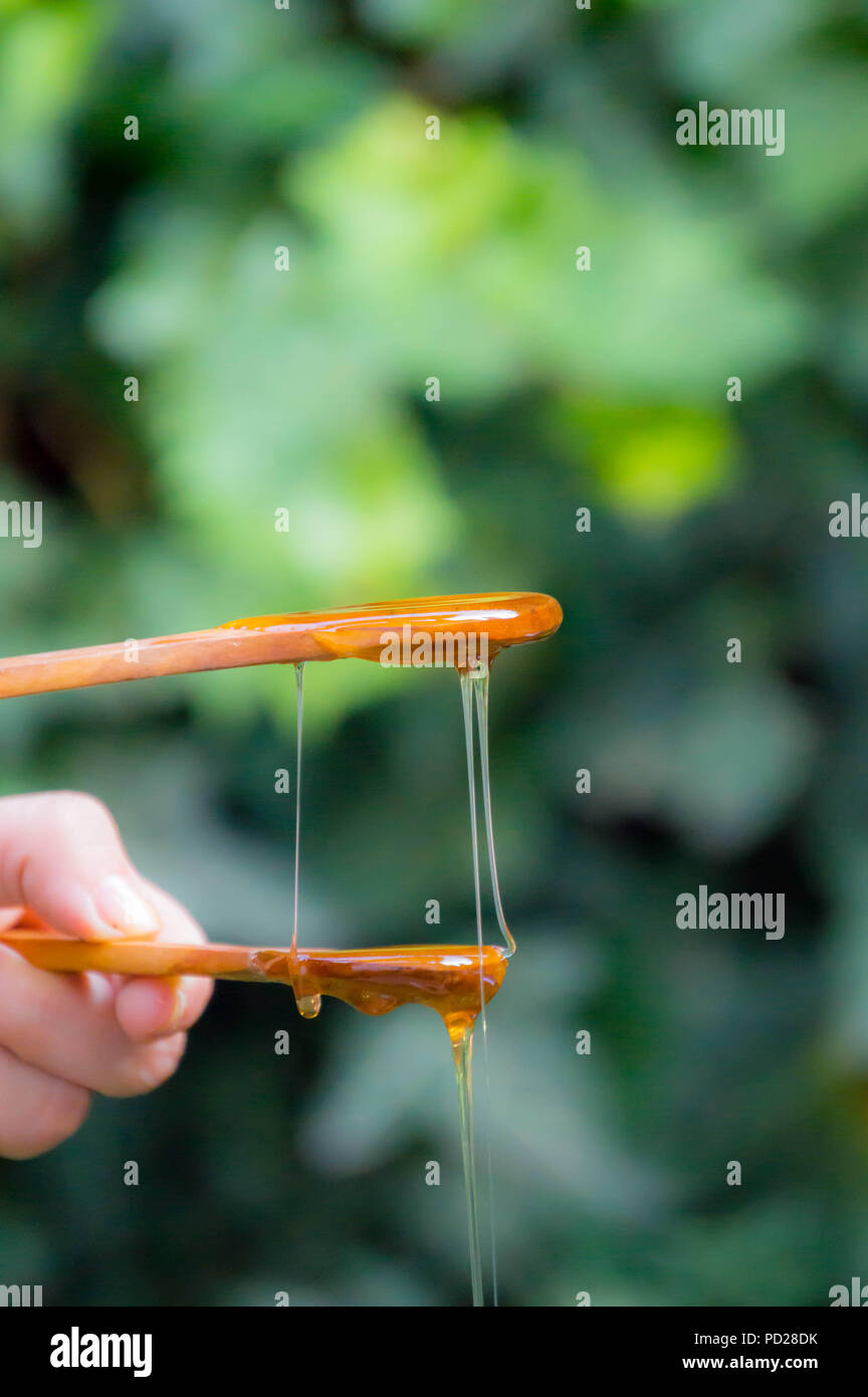Honey spilling from two wooden spoons Stock Photo - Alamy