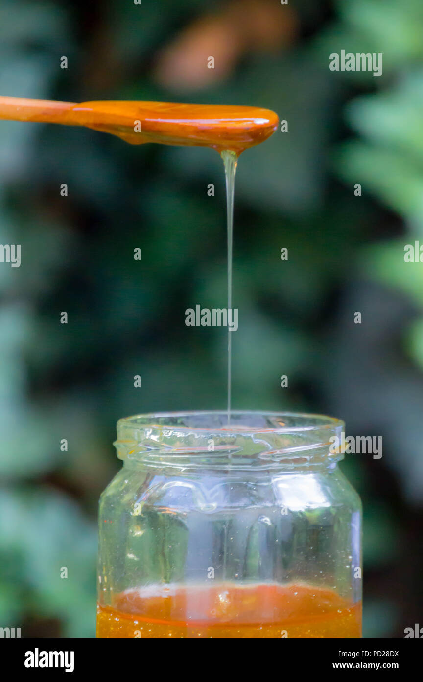 Honey spilling from a wooden spoon into a jar Stock Photo - Alamy