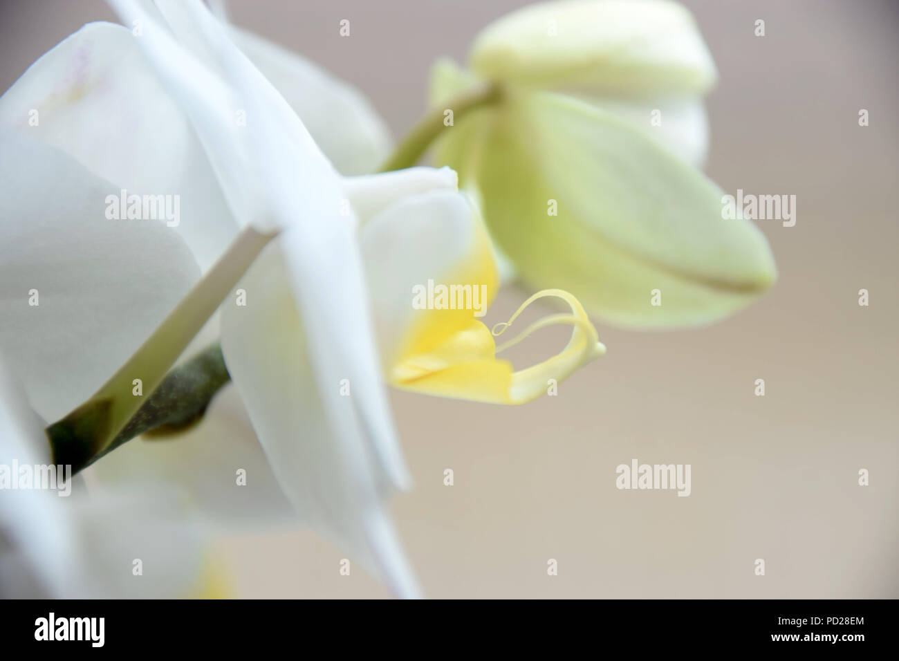 close-up view of perfect white with yellow orchids, white orchids side ...