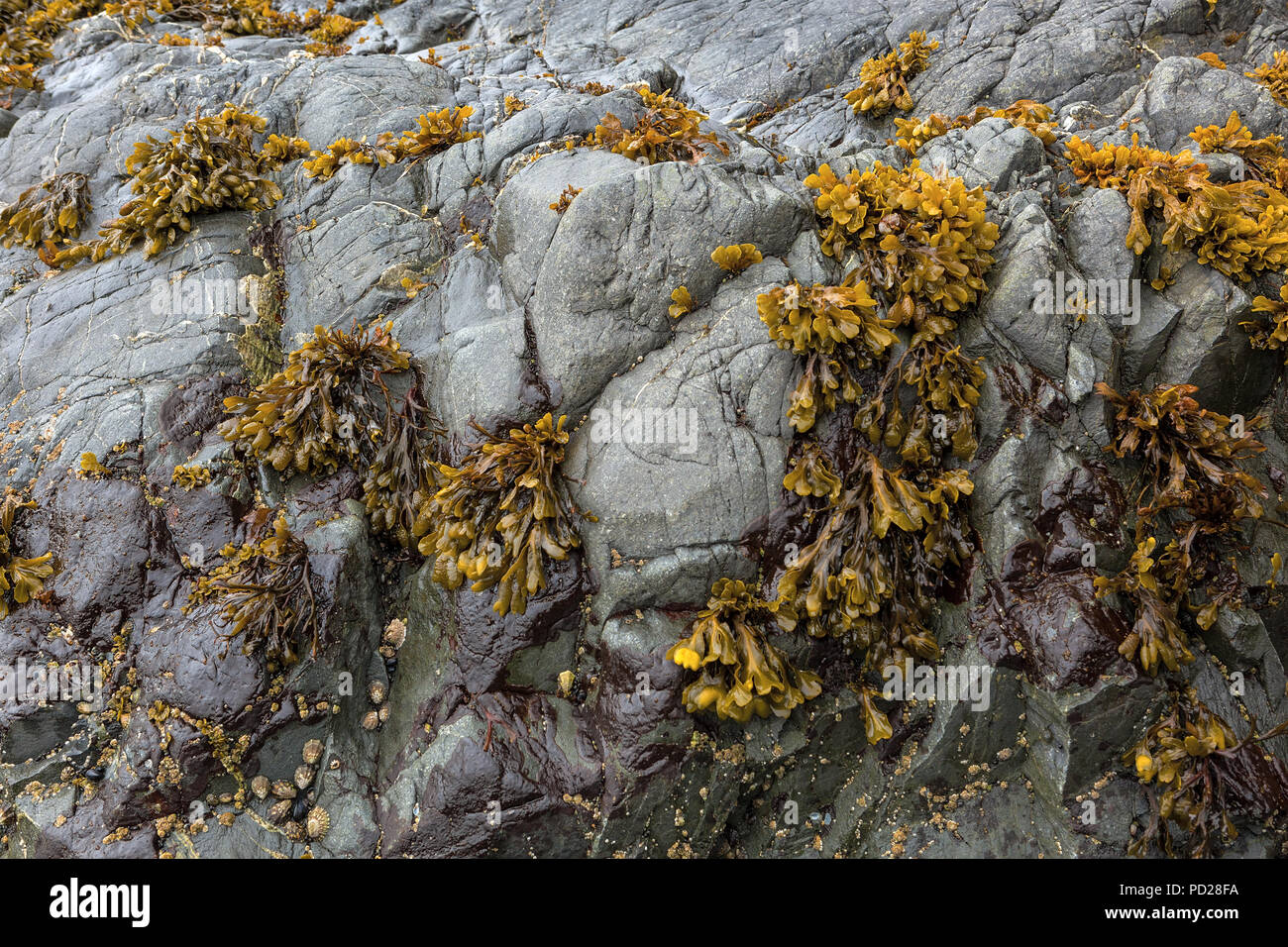 Bladderwrack seaweeds clinging on rock face during low tide at the ...