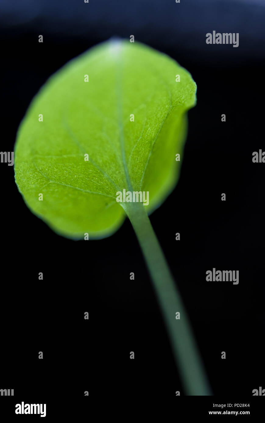 Green delicate leaf Stock Photo - Alamy