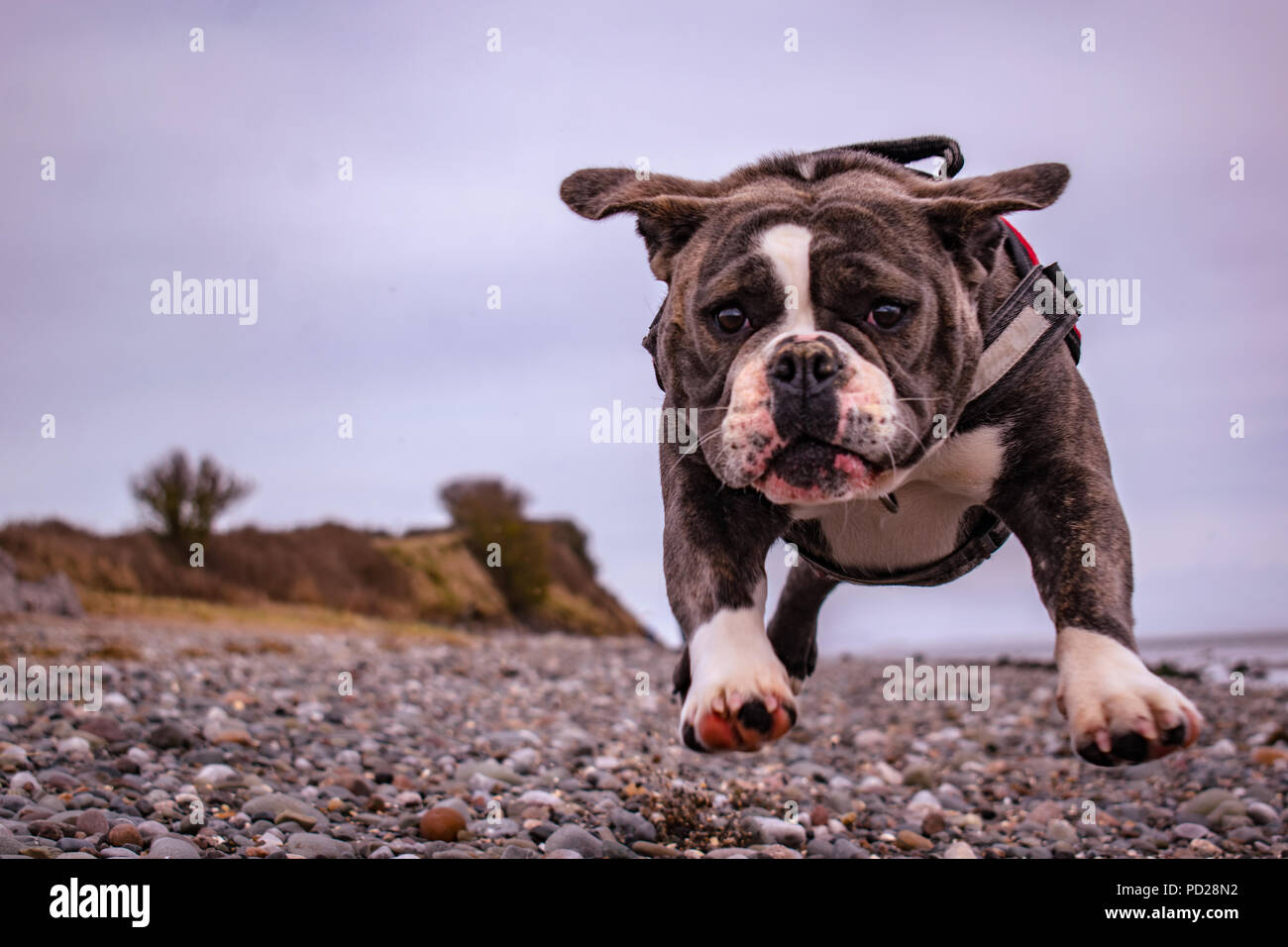 Running Of The Bulls Dogs
