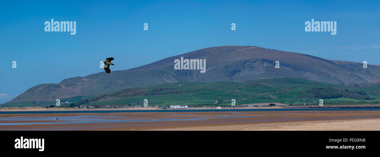 Lapwing flying near mountain Stock Photo - Alamy