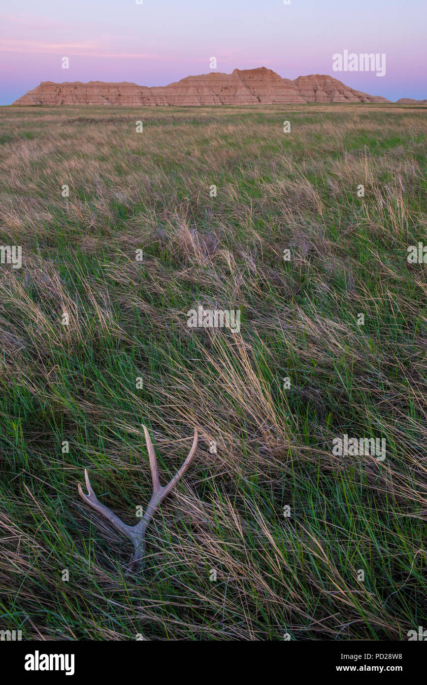 Mule deer antlers, grasslands, Conata basin, Badlands NP, SD, USA, by ...
