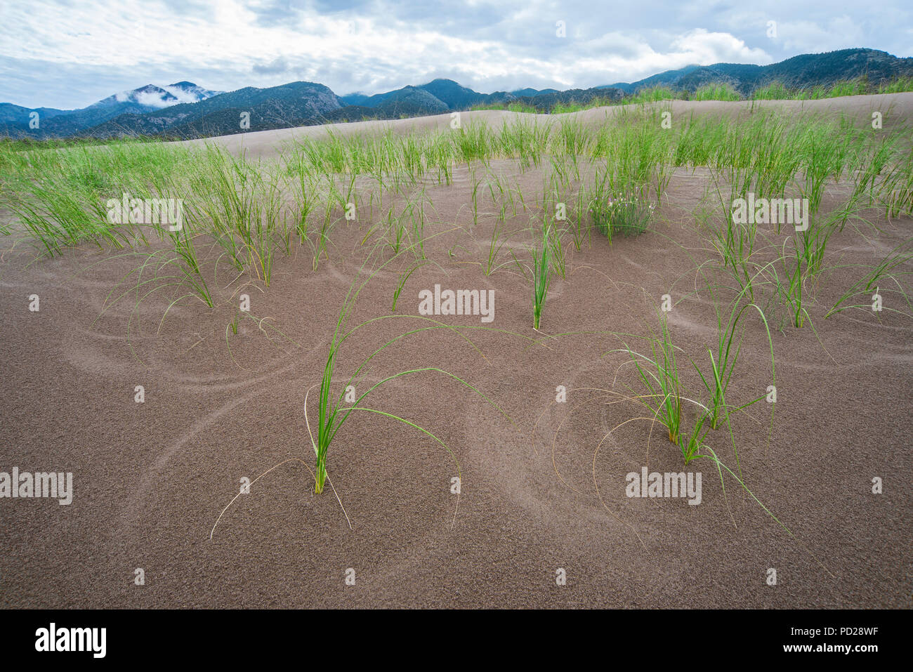 Grasses growing on sand dunes, Great Sand Dunes National Park and ...