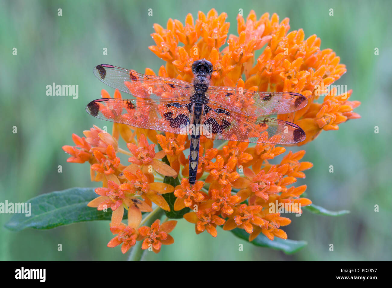 Calico weed hi-res stock photography and images - Alamy