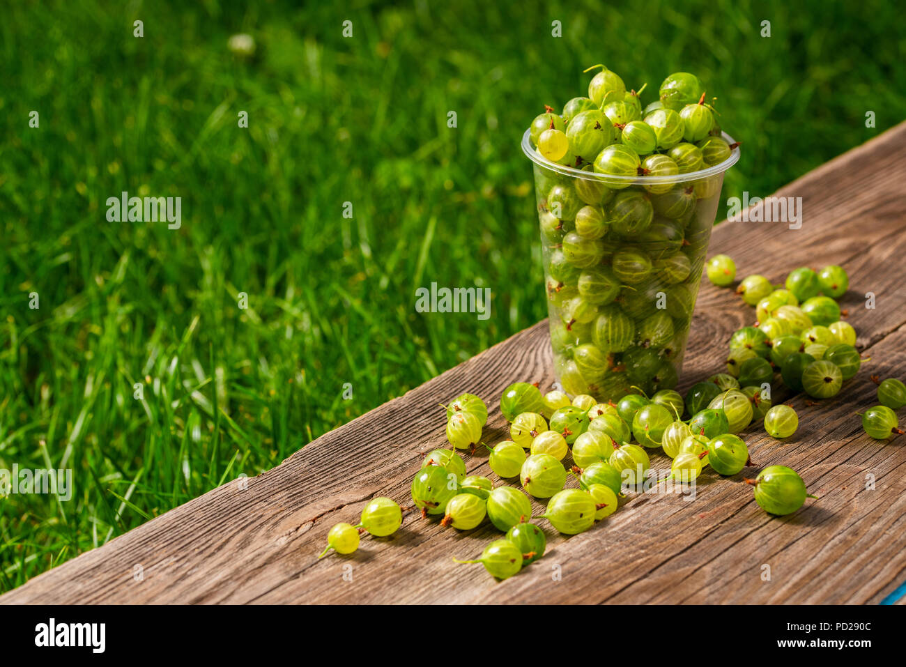 Indian gooseberry farming hi-res stock photography and images - Alamy