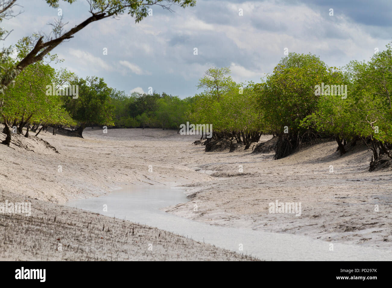 Mangrove forest patch of Sunderbans National Park, West Bengal, India ...