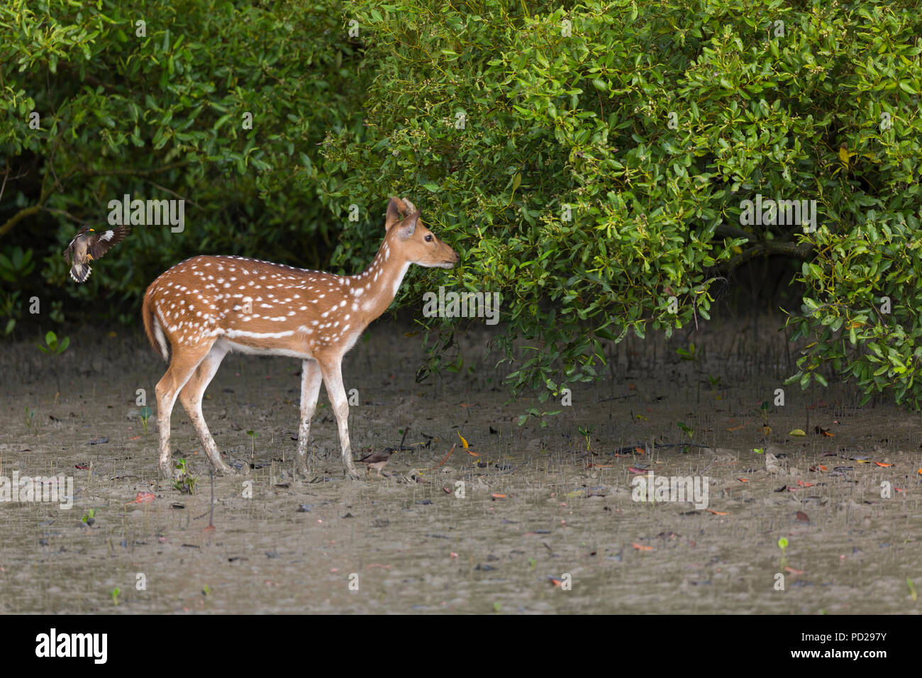 Asian deer species hi-res stock photography and images - Alamy