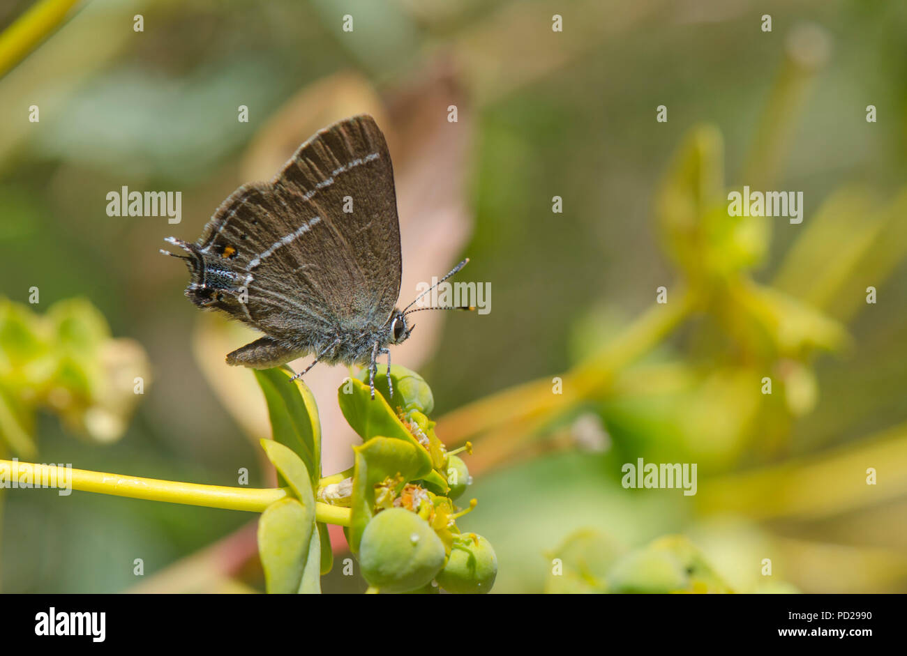 The sierra nevada blue butterfly hi-res stock photography and images ...