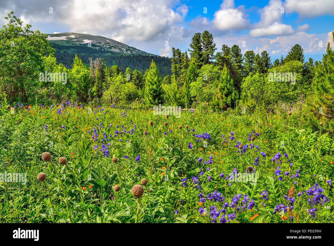 Picturesque summer landscape of blooming alpine meadow with blue ...