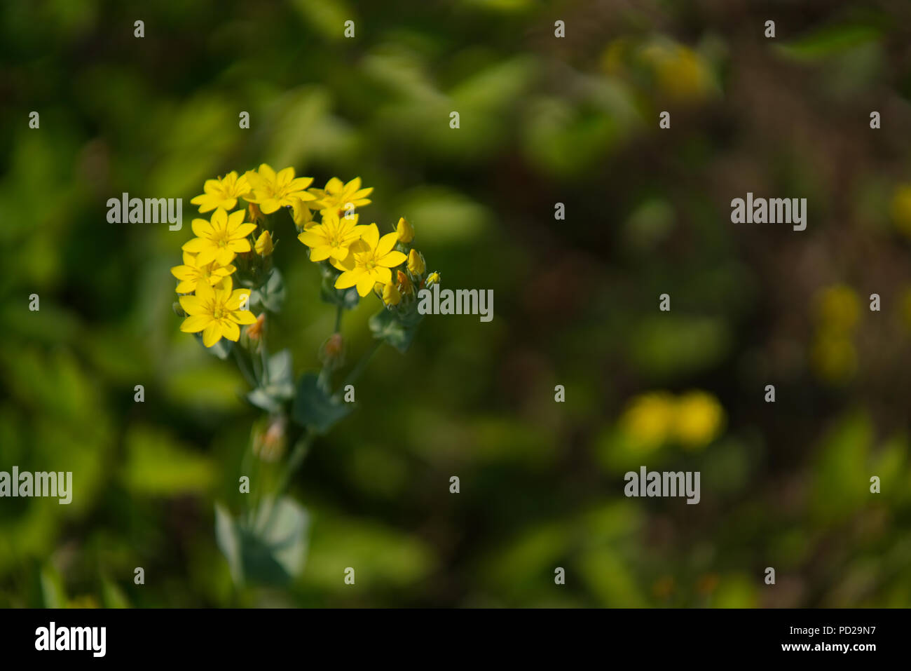 Star Shaped Wild Flower 2 Stock Photo - Alamy