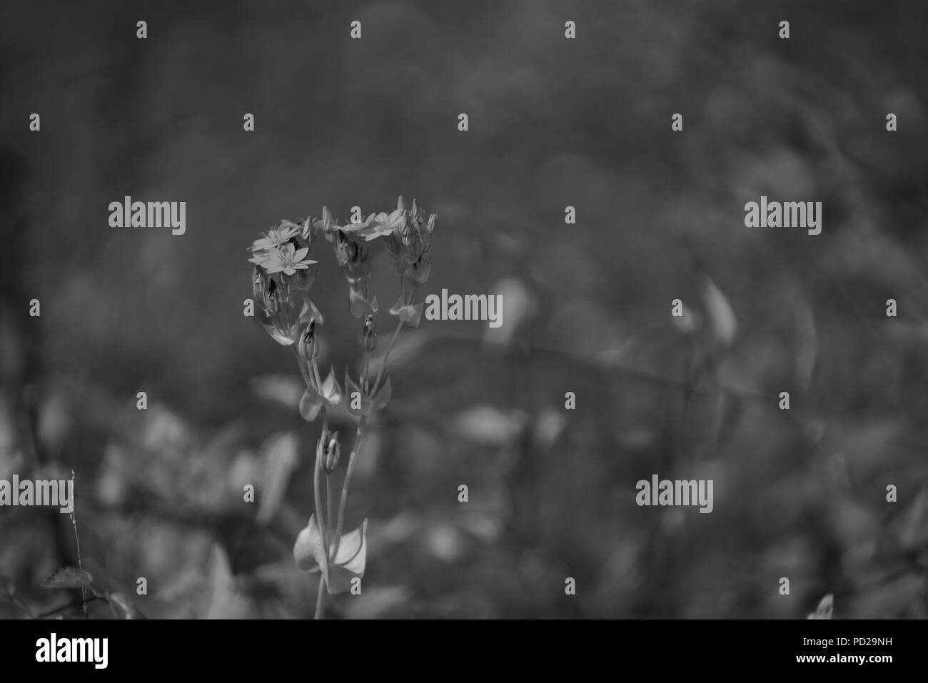 Star Shaped Wild Flower Stock Photo - Alamy