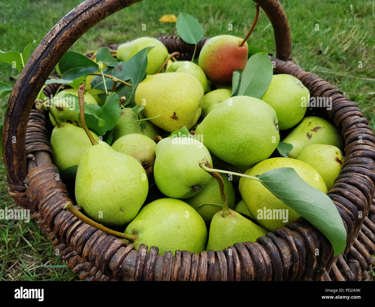 a crop of ripe organic pears on the grass in a basket. place for text ...