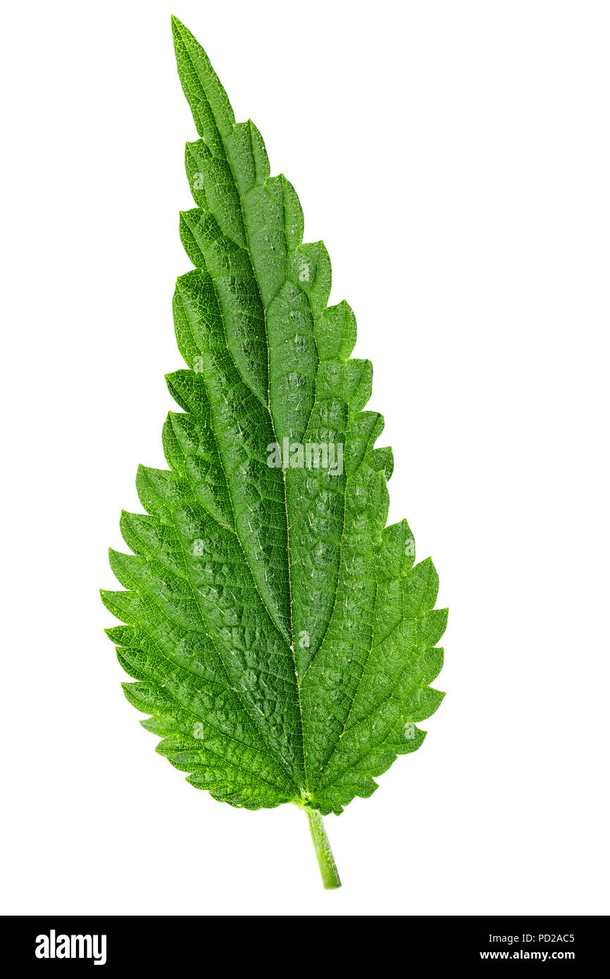 nettle leaf isolated on white background. the texture of the leaf is ...