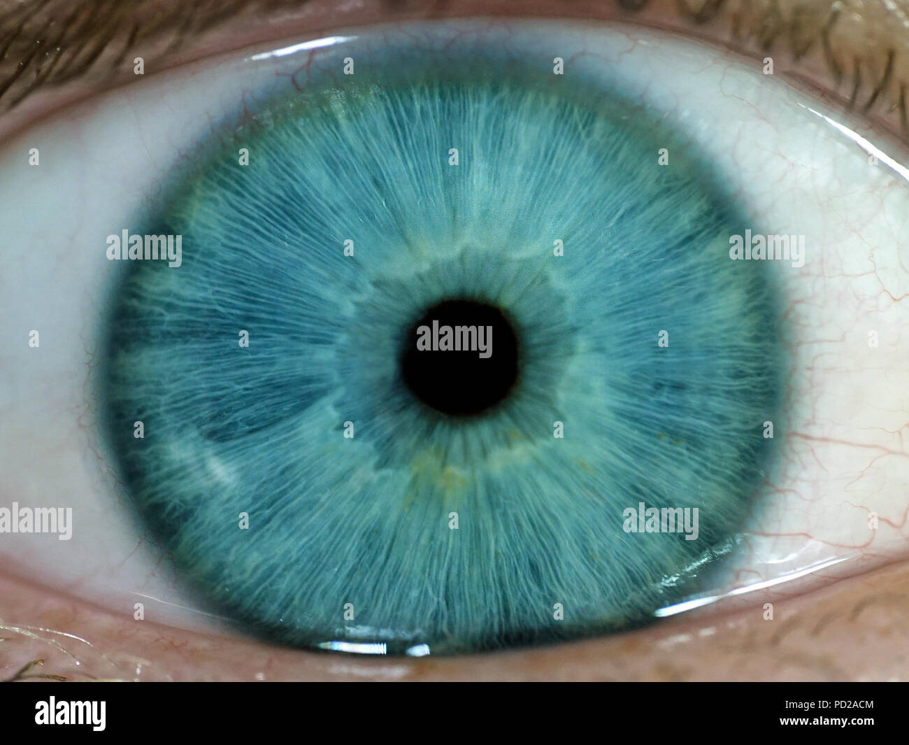 Macro photo of a blue human eye Stock Photo - Alamy