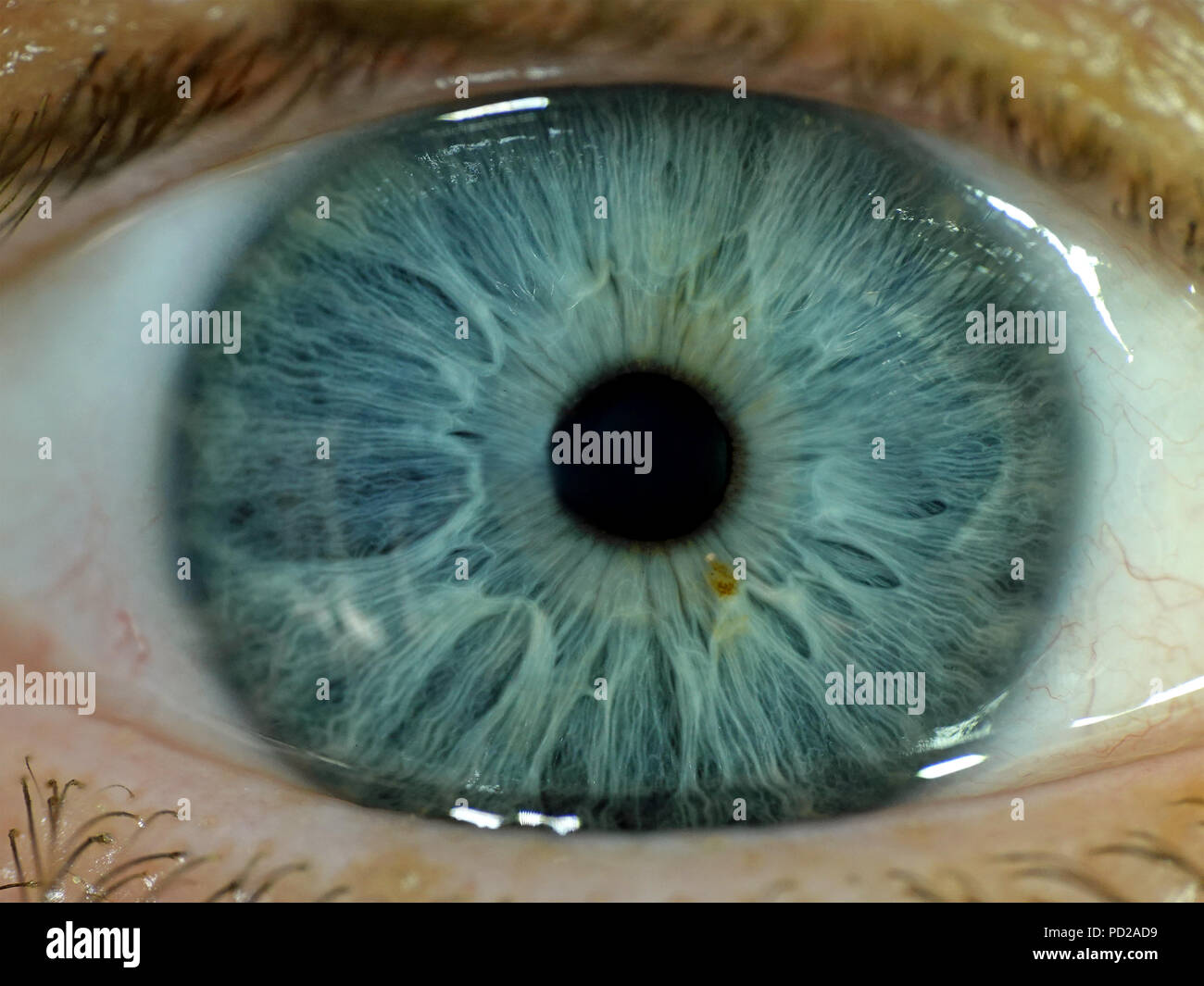 Blue human eye hi-res stock photography and images - Alamy