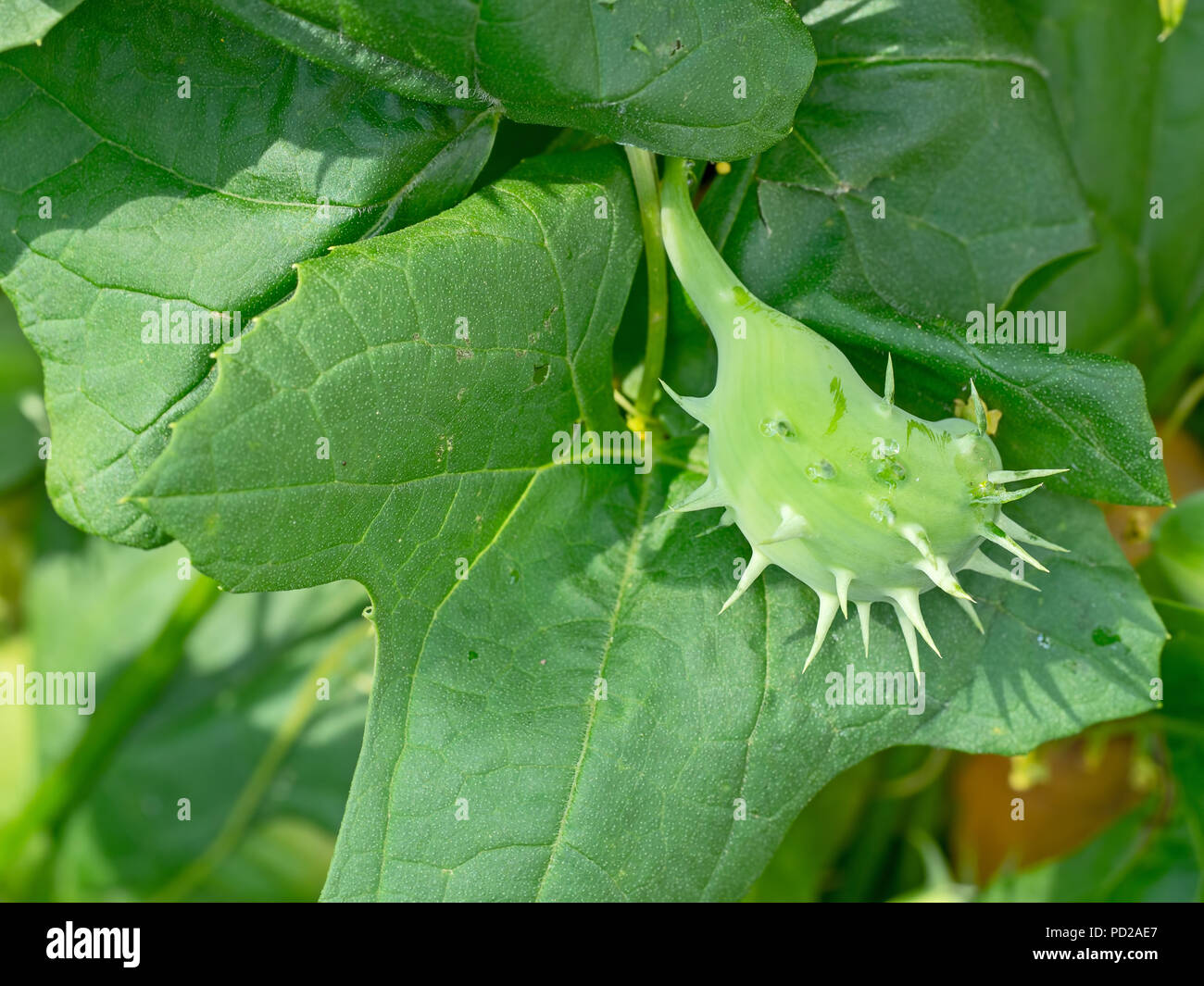 Cyclanthera brachystachya, the exploding cucumber in the cucurbit or ...