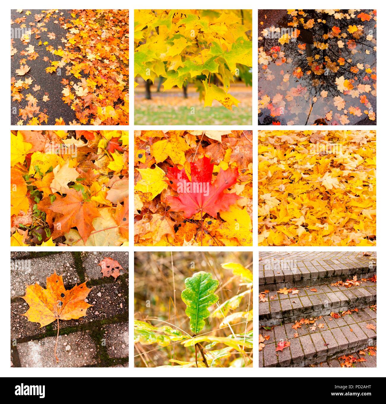 Autumn collage showing different autumn pictures and textures Stock ...