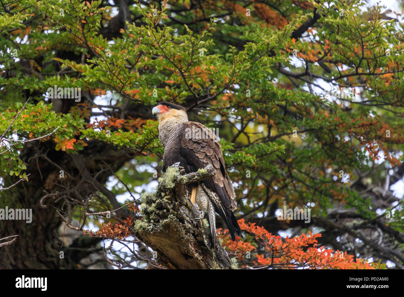 Patagonia tree hi-res stock photography and images - Alamy
