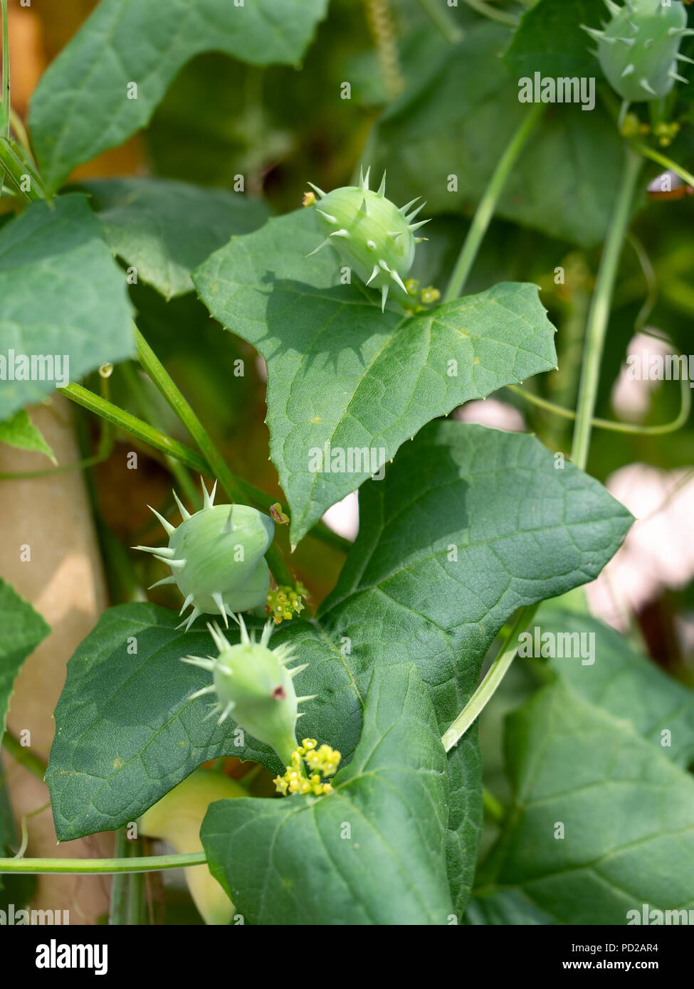 Cyclanthera brachystachya, the exploding cucumber in the cucurbit or ...