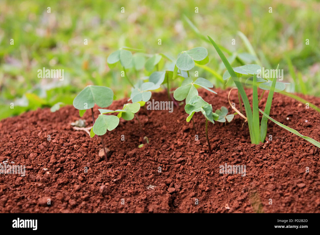 Growing life on a pile of dirt, plants sprouting on the ground Stock ...
