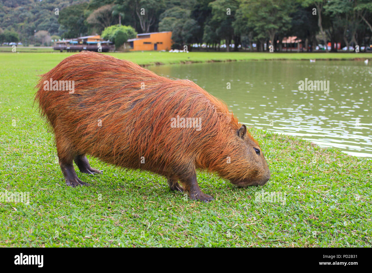 Capybara eating hi-res stock photography and images - Alamy