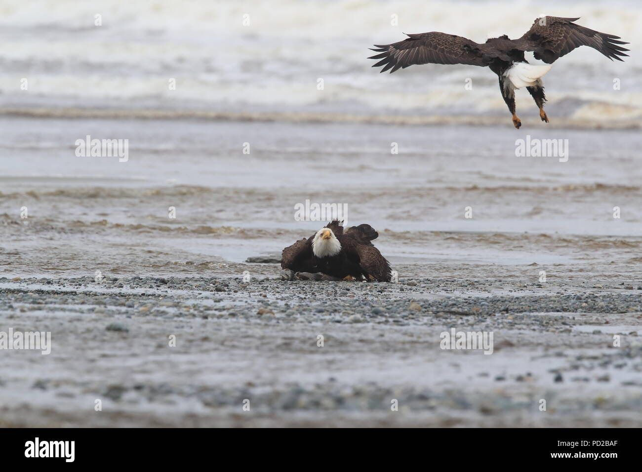 Bald Eagle Vancouver Island Canada Stock Photo - Alamy