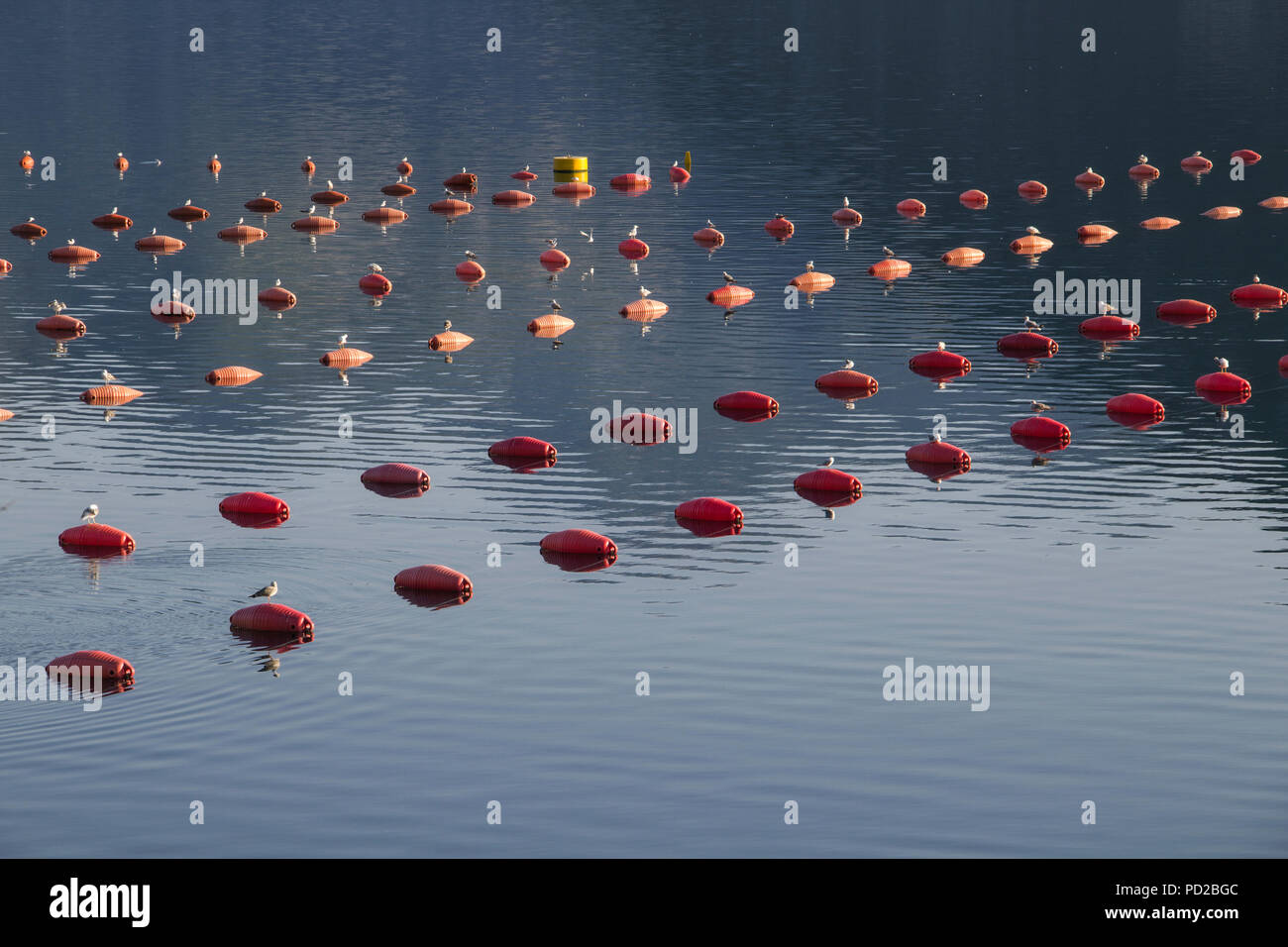 Shellfish farming hi-res stock photography and images - Alamy