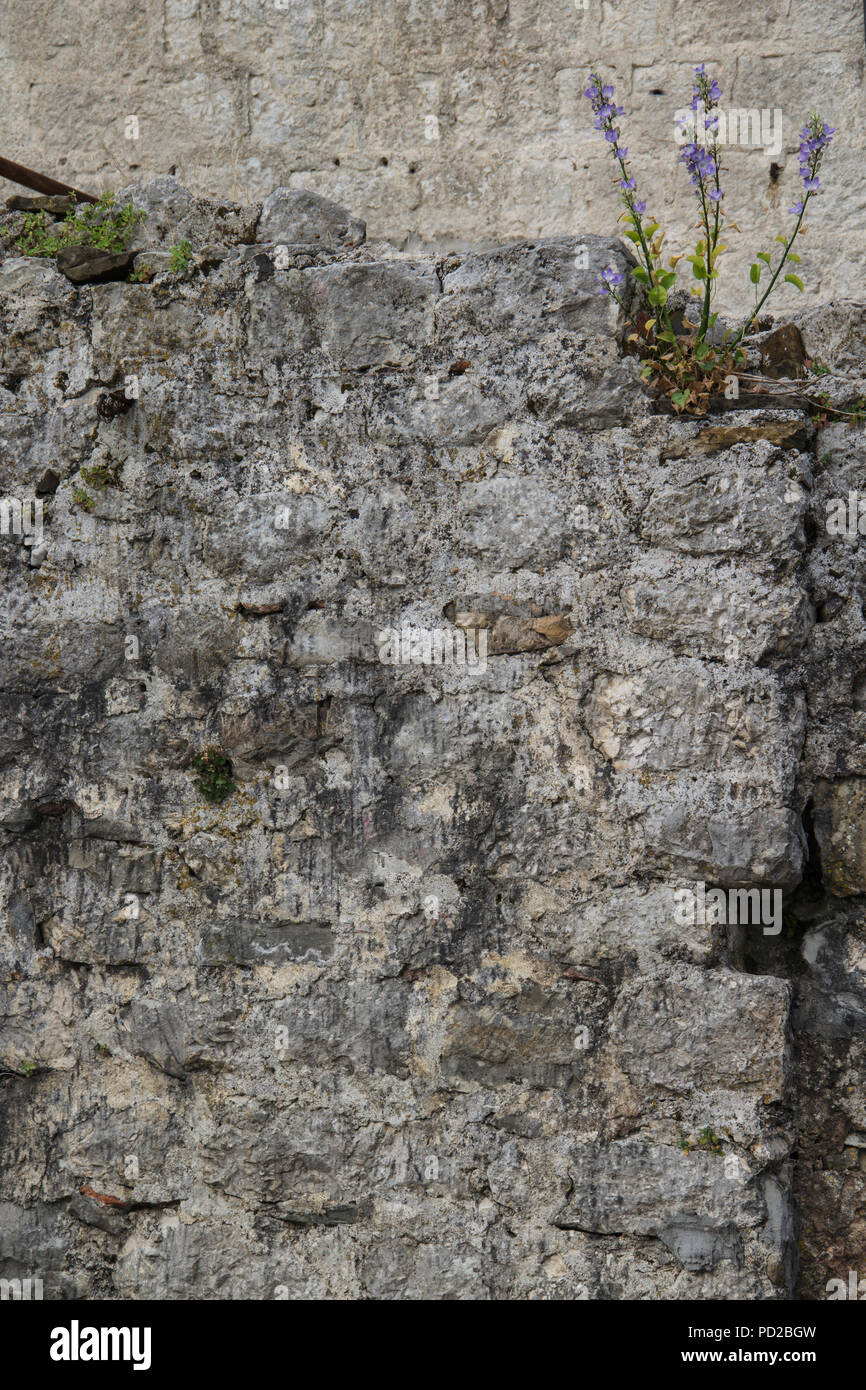 Stone Wall And Flowers Stock Photo - Alamy