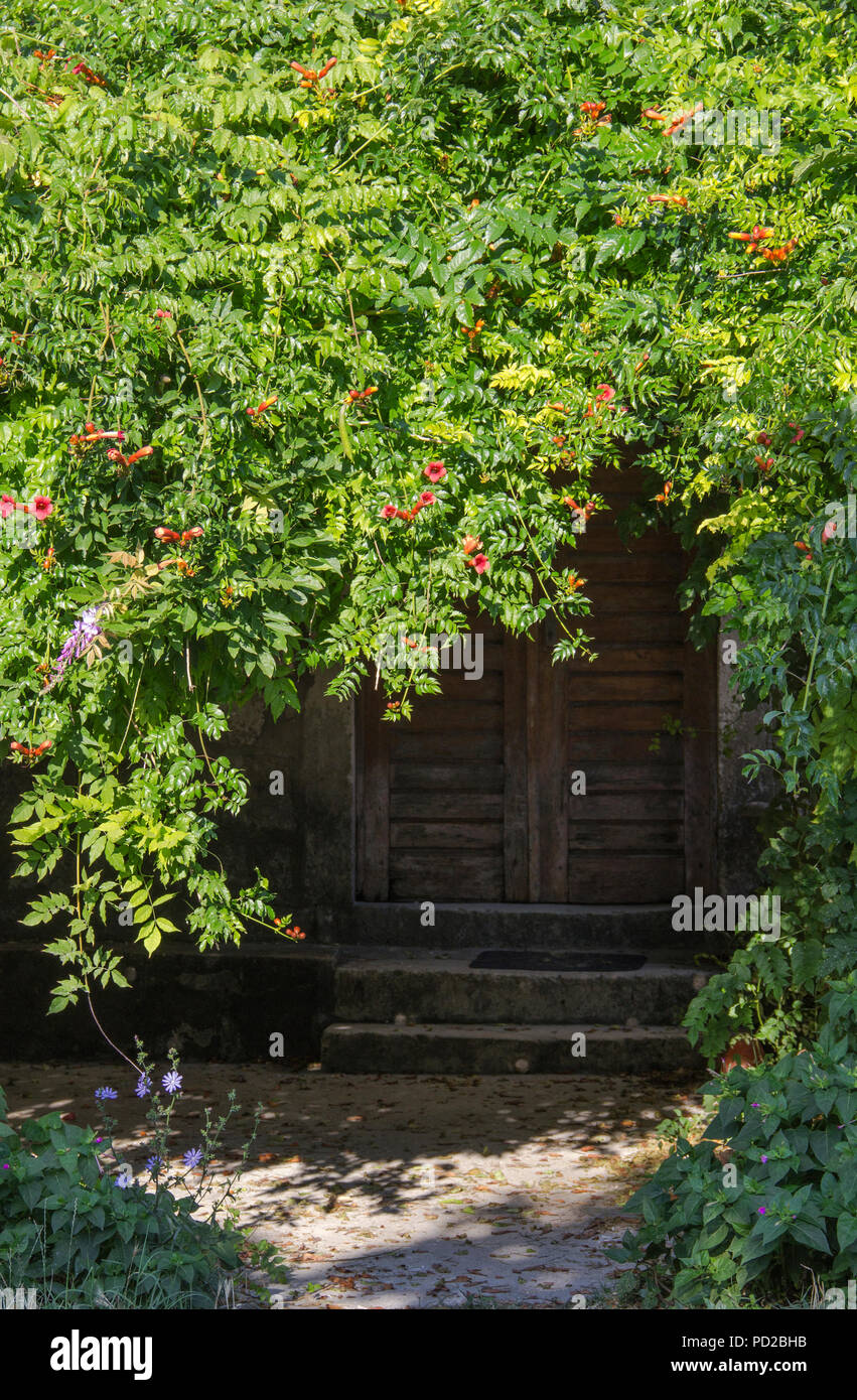 The Front Door Under The Tree Crown Stock Photo - Alamy
