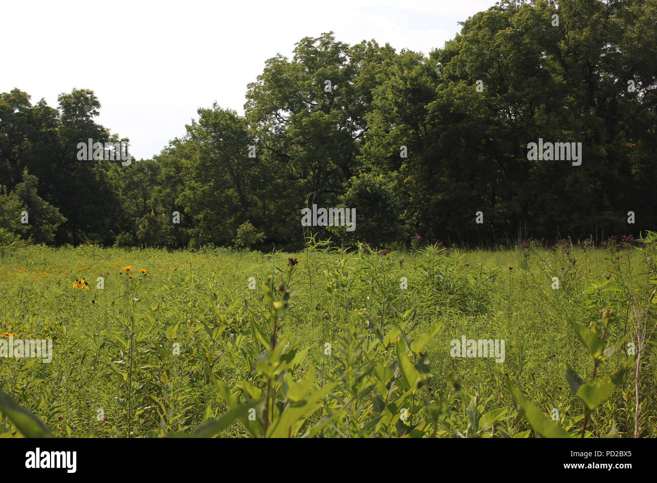 A naturally beautiful prairie with lots of treees lining a summer ...