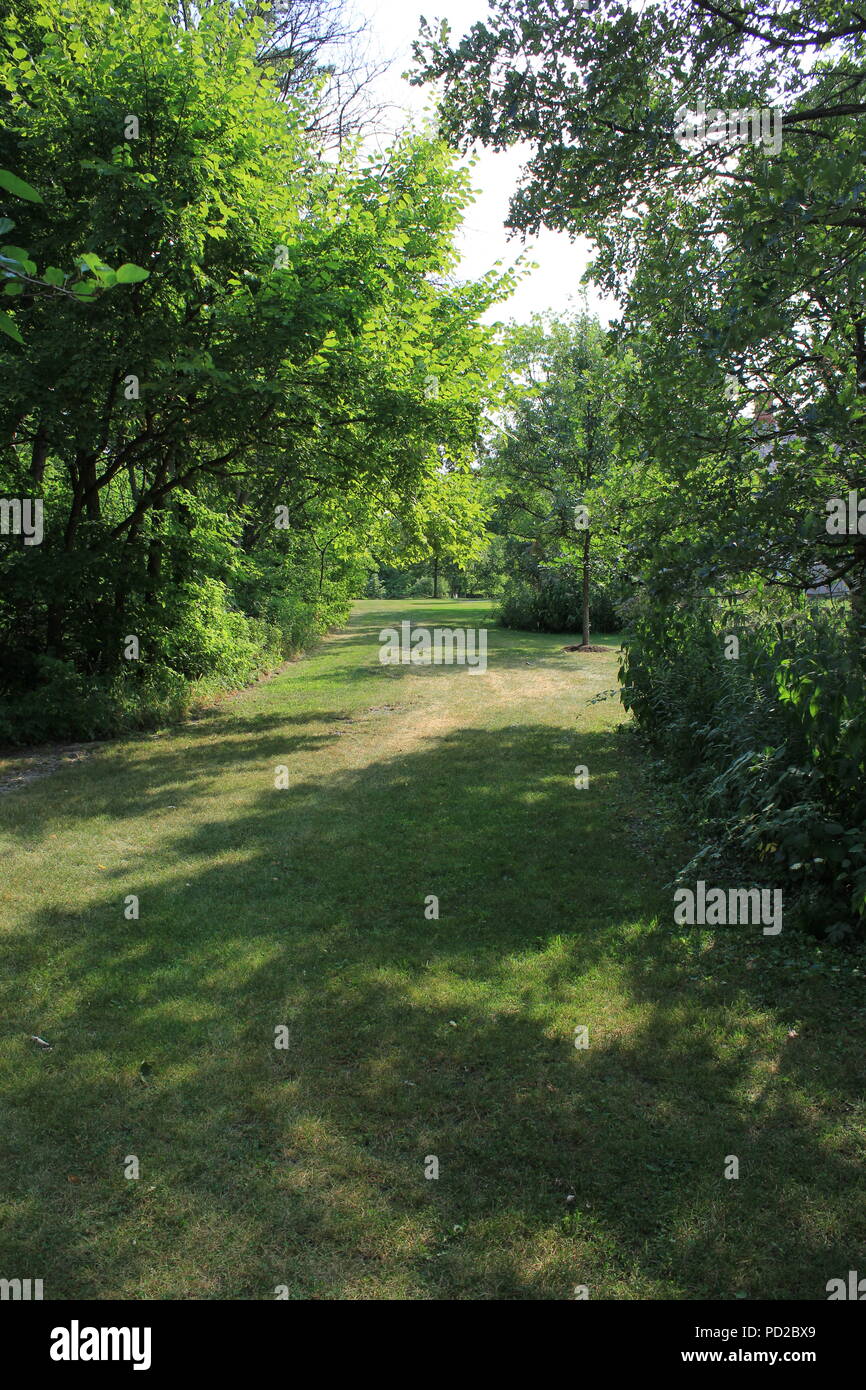 Lush spring green trees growing in the forest Stock Photo - Alamy