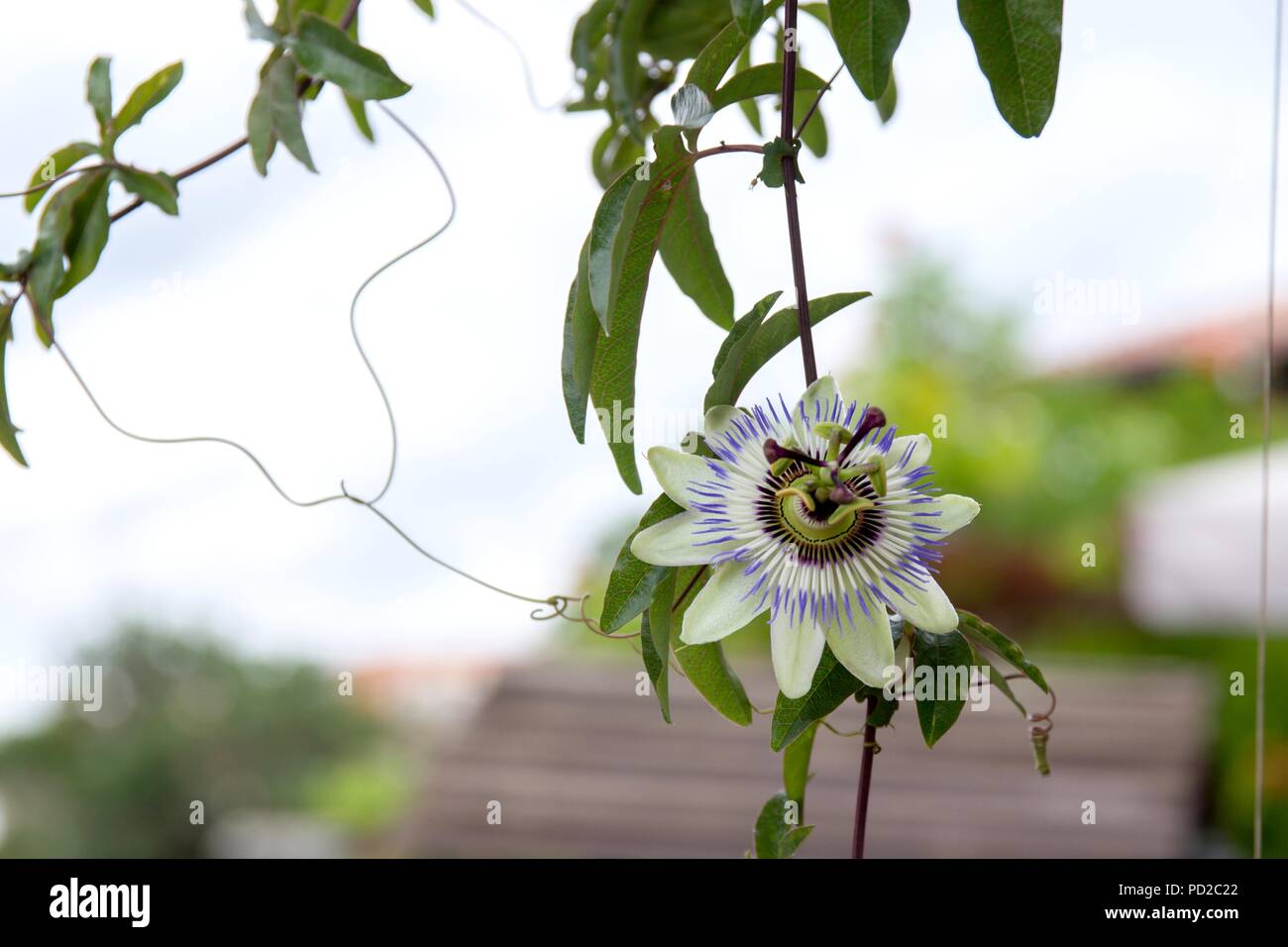 Passifloras Stock Photos & Passifloras Stock Images - Alamy