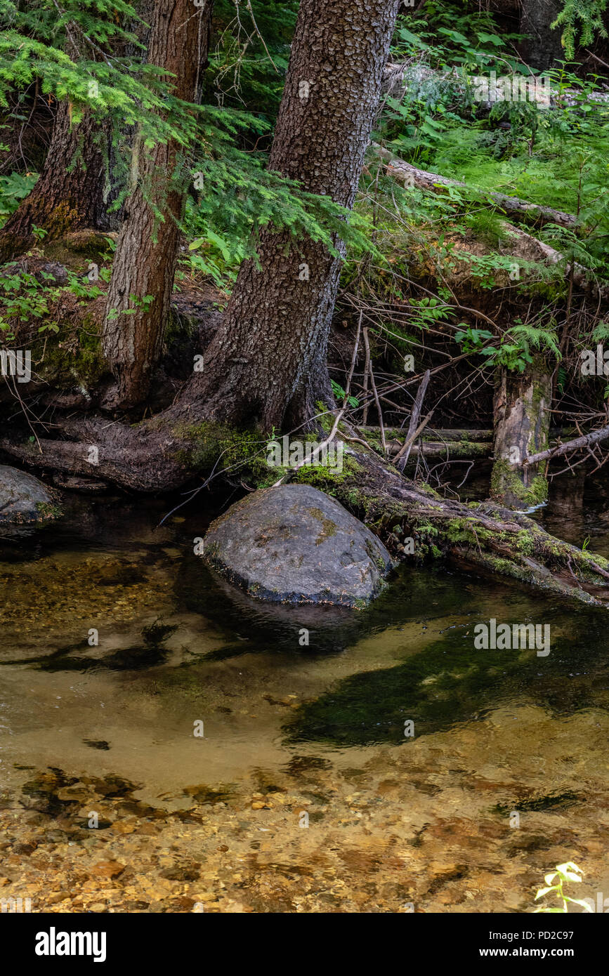 Tree With It's Roots Growing in the Creek in Colville National Forest ...