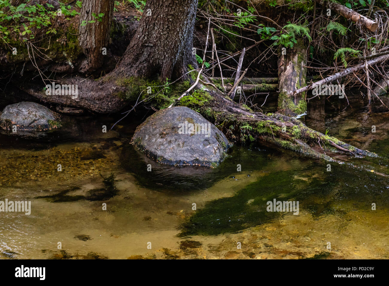 Roots growing into rock hi-res stock photography and images - Alamy