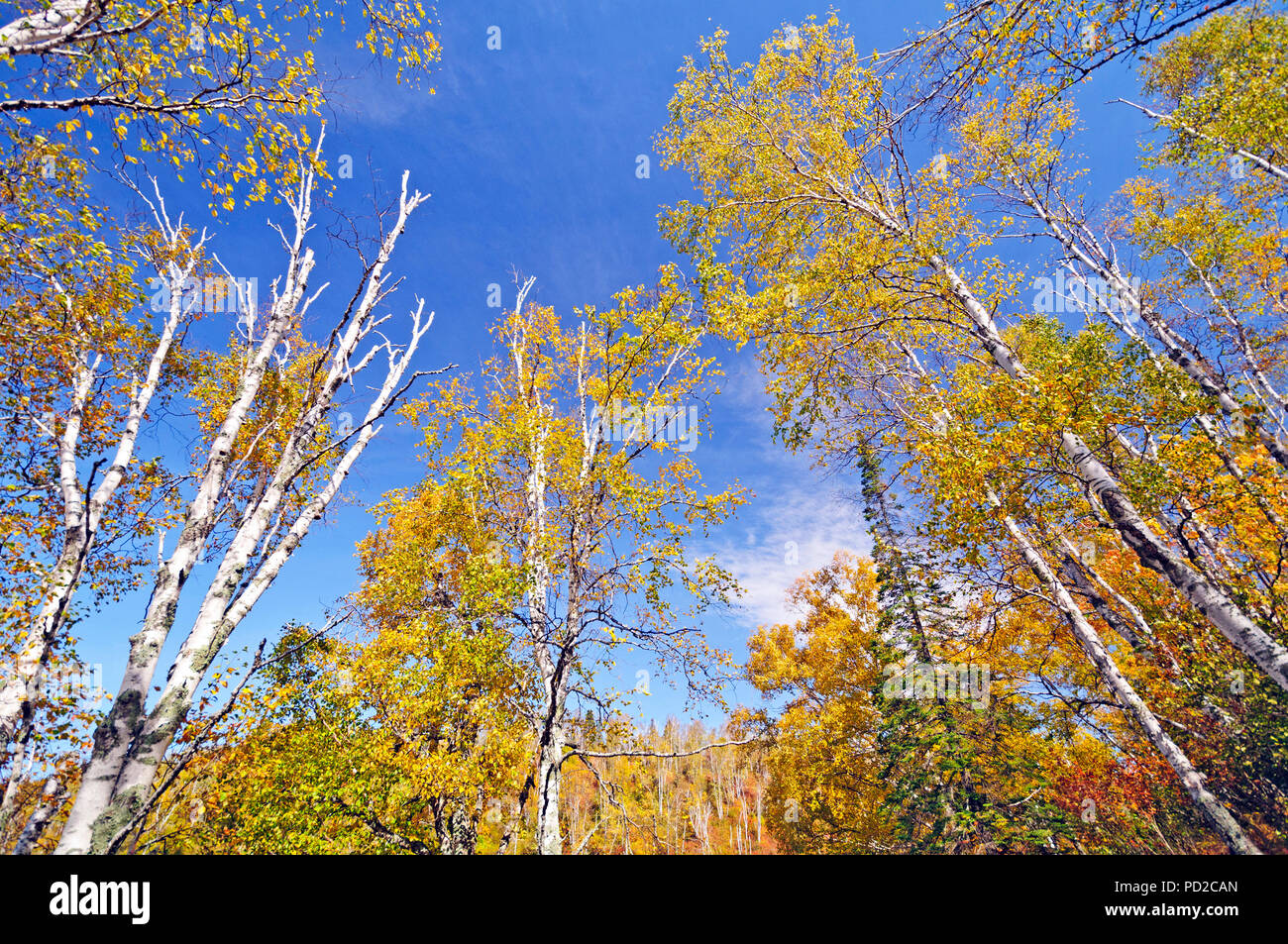 Fall Colors in Gooseberry Falls State Park in Minnesota Stock Photo - Alamy