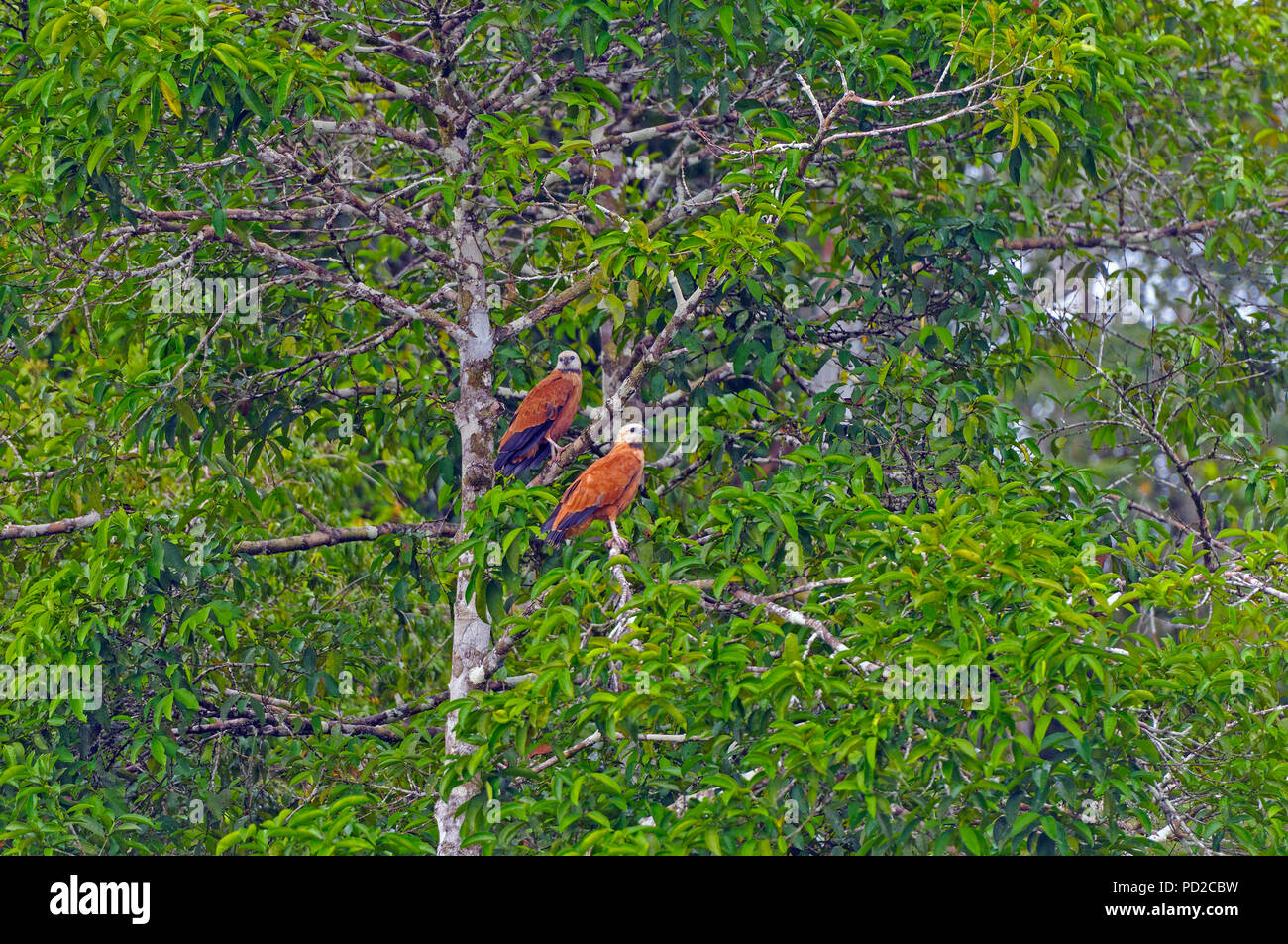 Peruvian hawks hi-res stock photography and images - Alamy