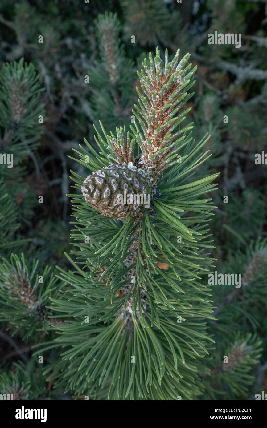 Pinecones in the early stages of the growth Stock Photo - Alamy