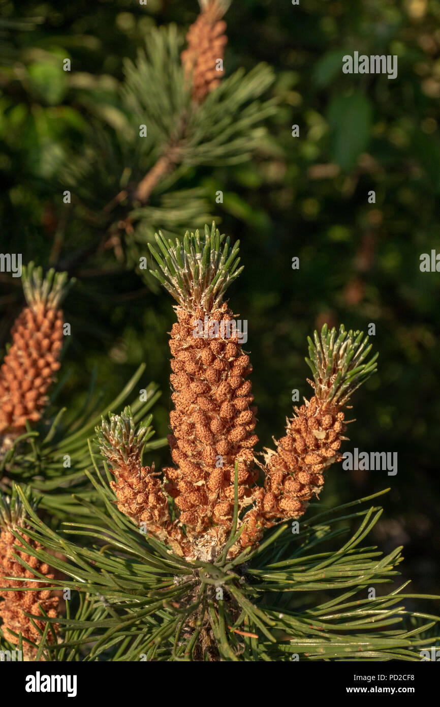 Pinecones in the early stages of the growth Stock Photo - Alamy