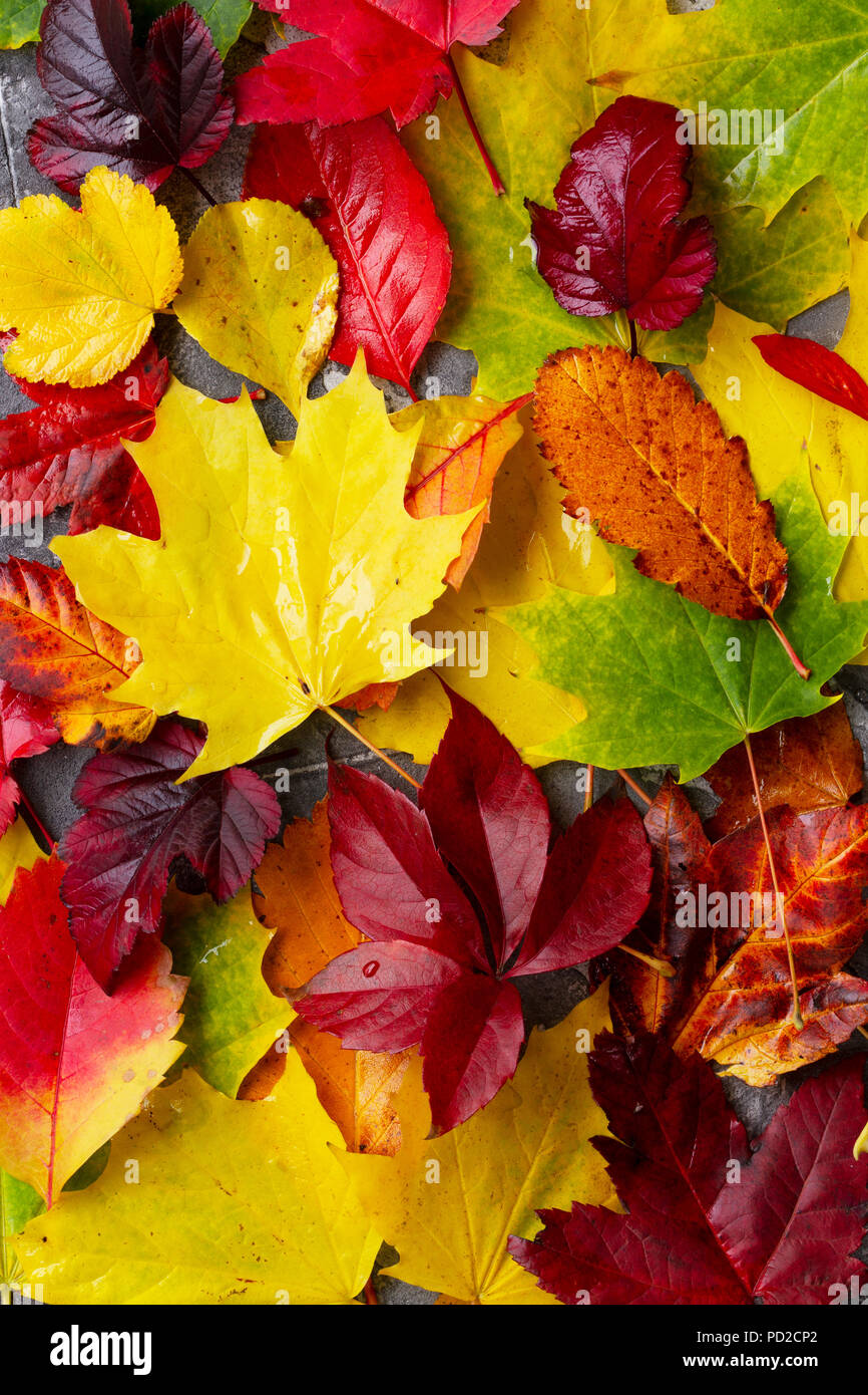 Natural fall leaves Stock Photo - Alamy