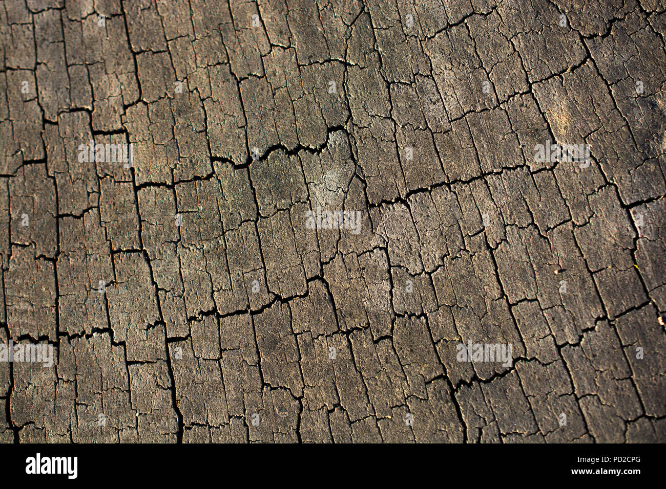 Cut tree stump surface as a background texture Stock Photo - Alamy