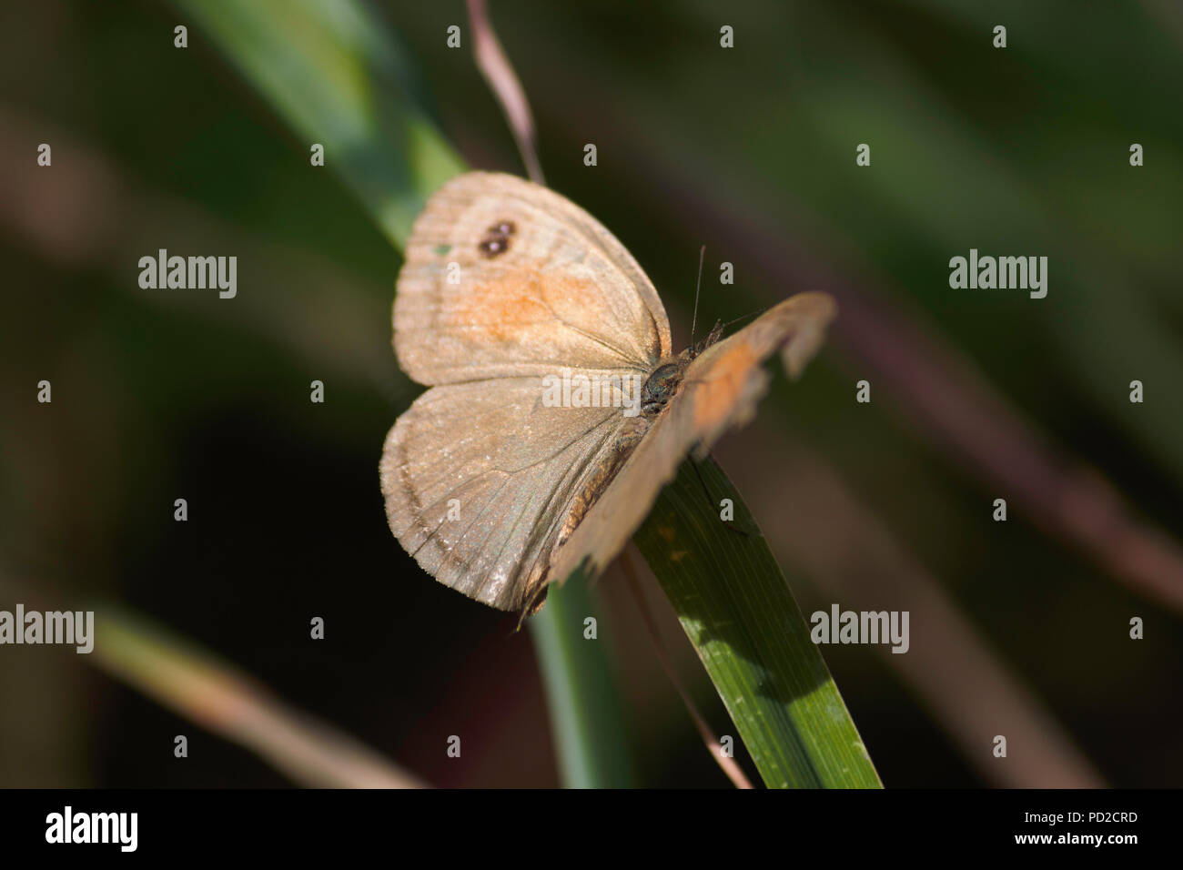 Meadow Brown Butterfly On Blade Of Grass (Maniola jurtina Stock Photo ...