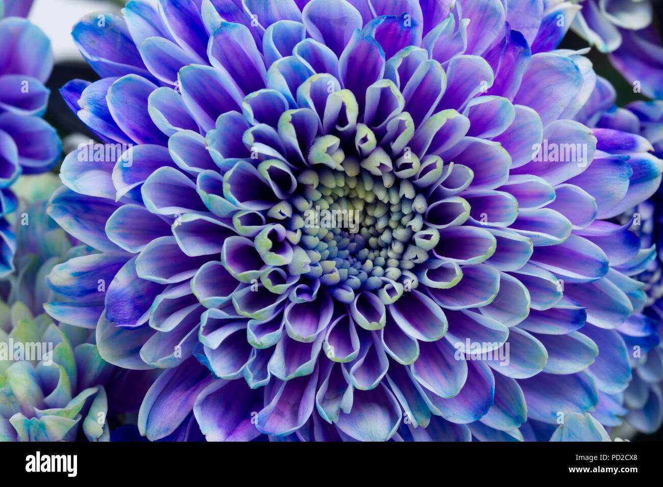 Blue chrysanthemum flowers hi-res stock photography and images - Alamy