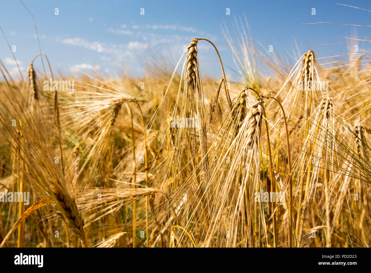 Barely crop hi-res stock photography and images - Alamy