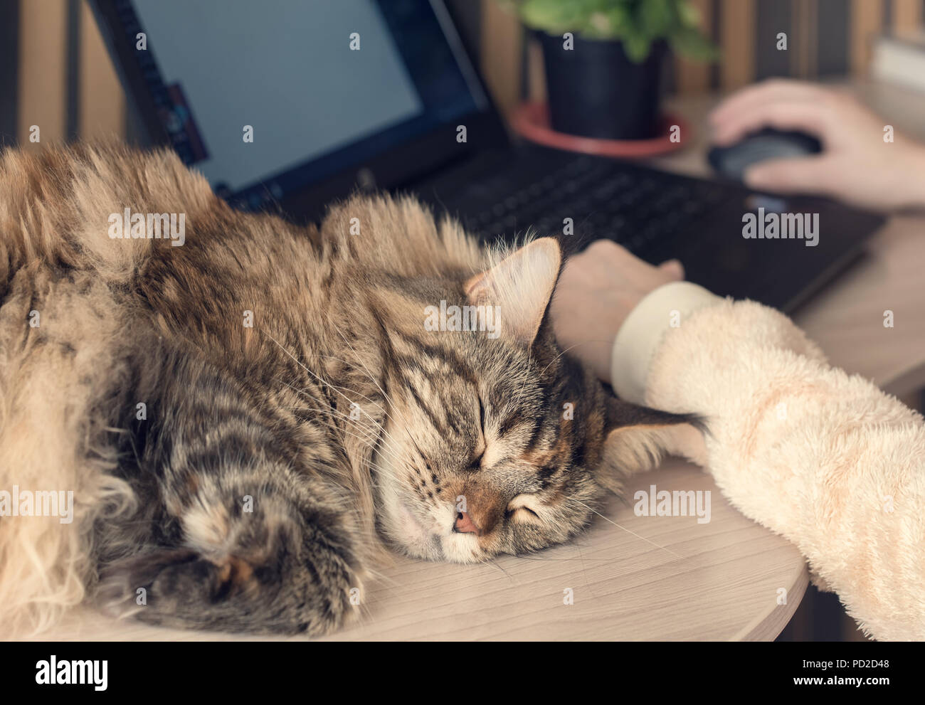 Sleeping cat computer hi-res stock photography and images - Alamy