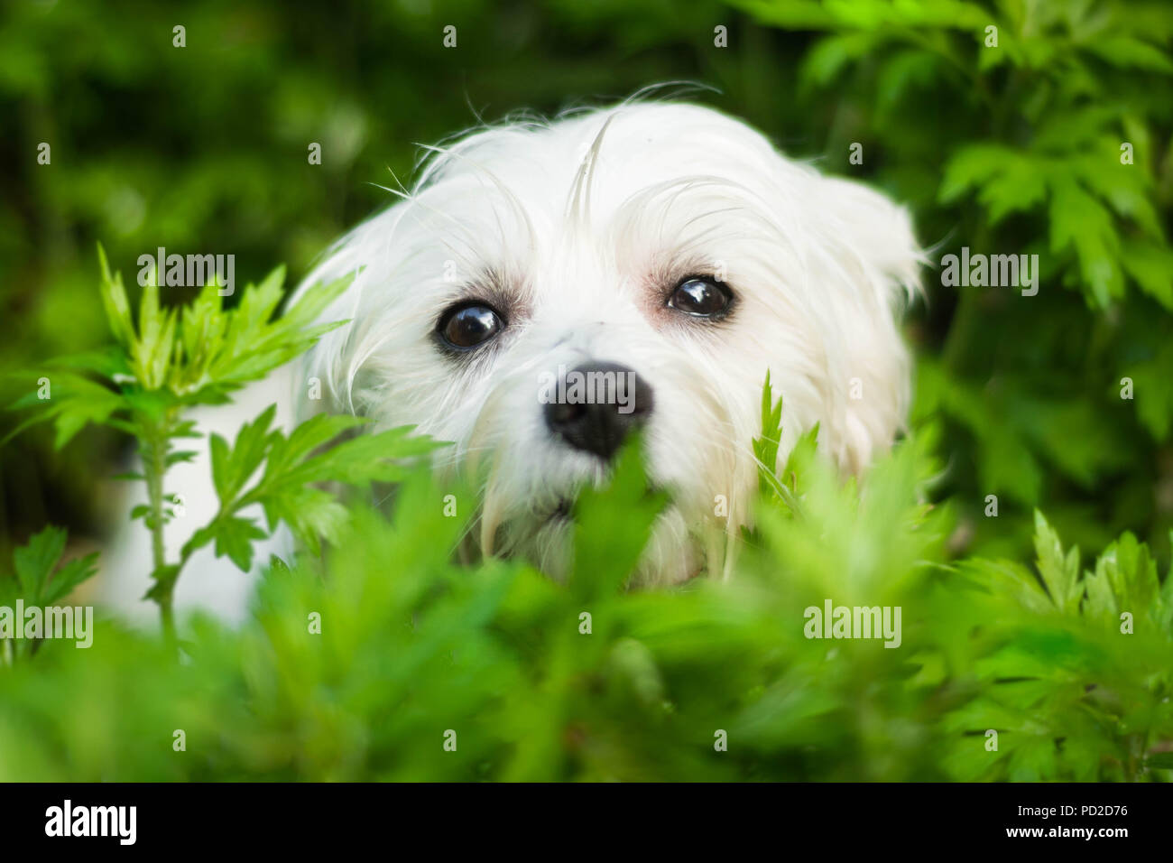 Hiding dog in lush green forest Stock Photo - Alamy