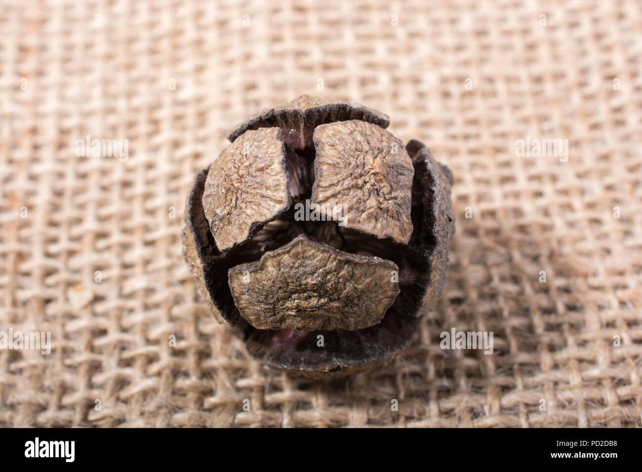 Cone Pod High Resolution Stock Photography and Images - Alamy