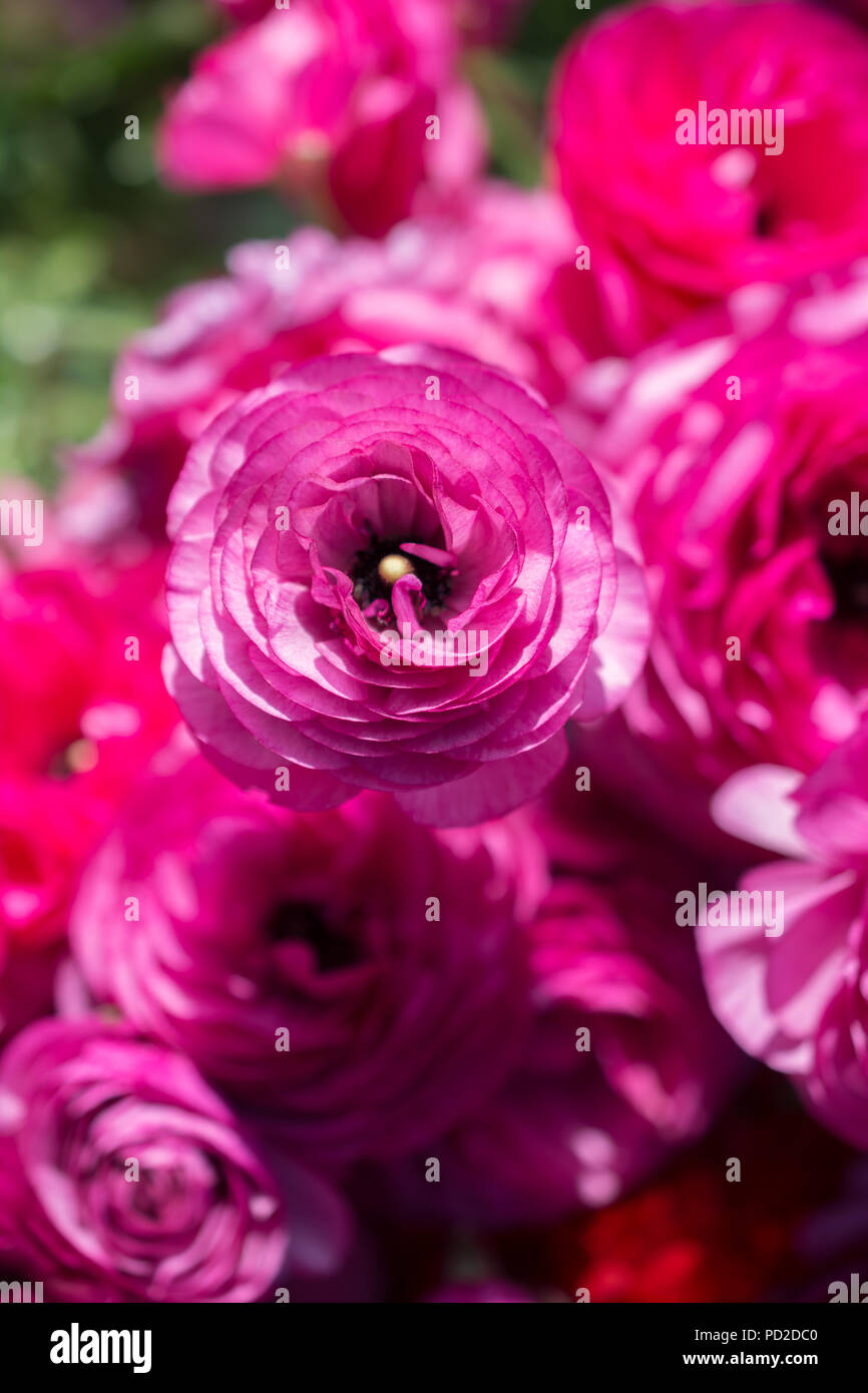 Blooming beautiful colorful natural flowers in view Stock Photo - Alamy